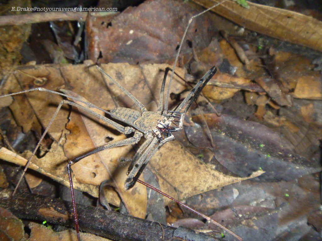 Creepy Crawlies of the Night