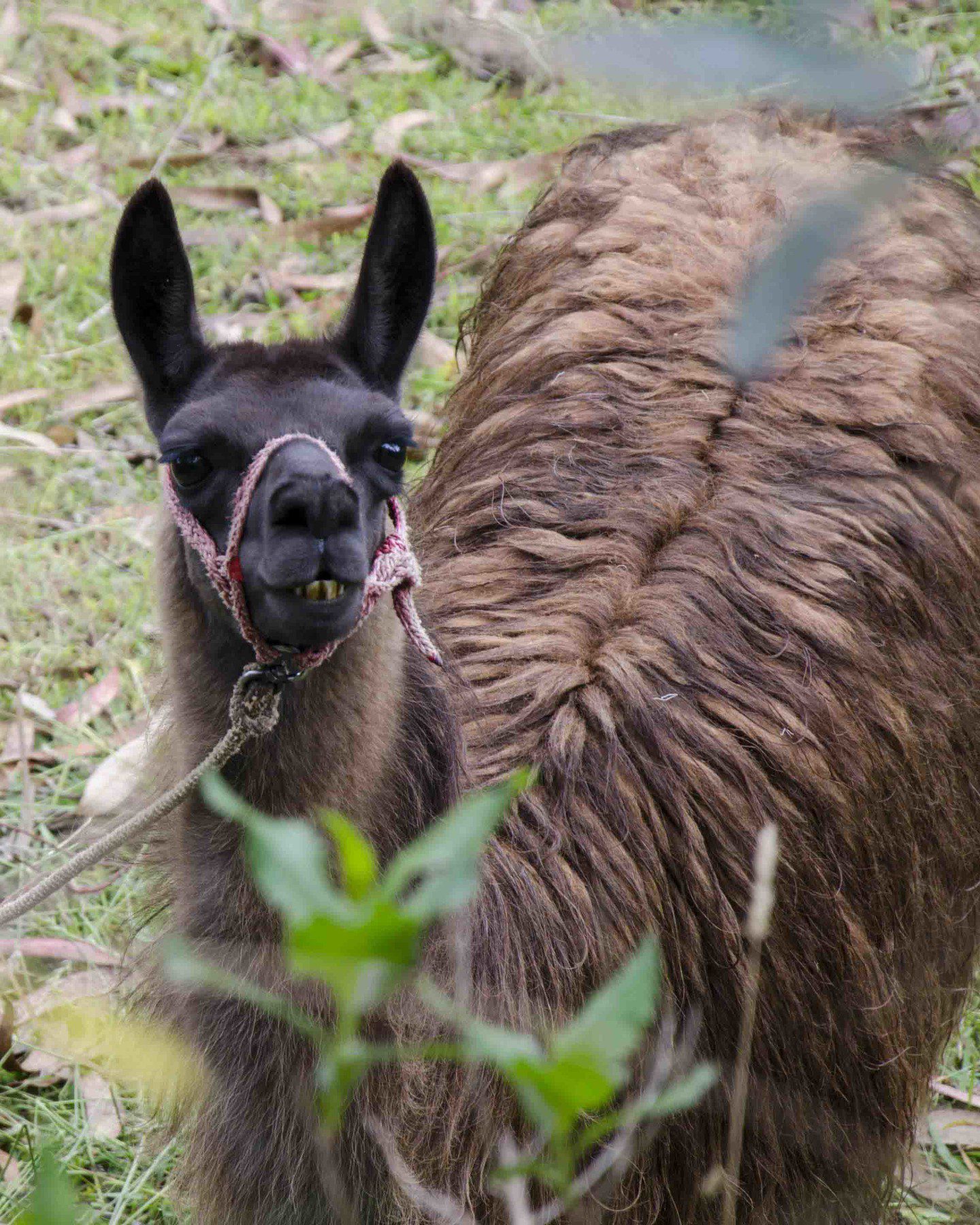 Ingapirca - The Trail