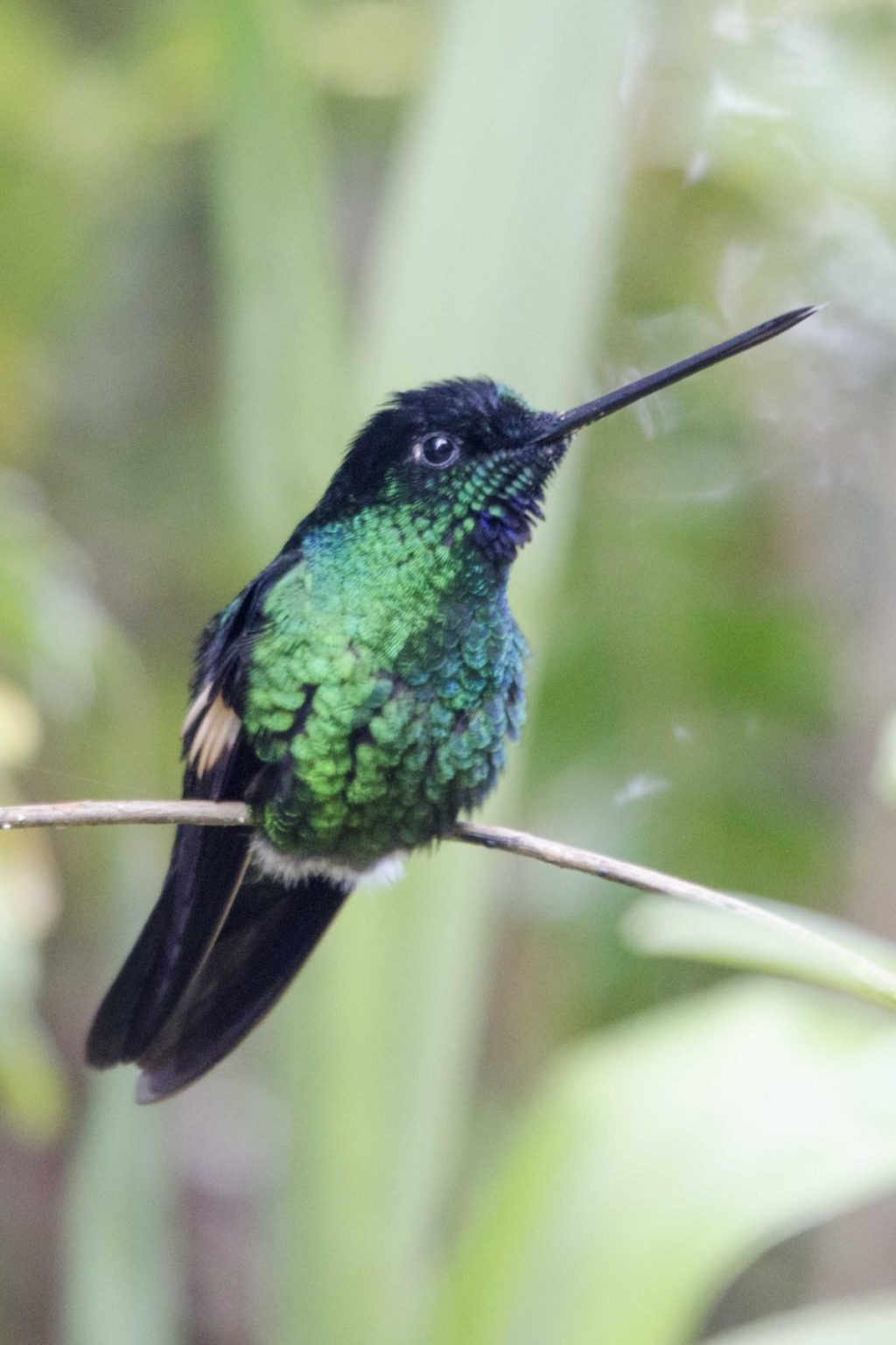 Where to See Hummingbirds in Ecuador