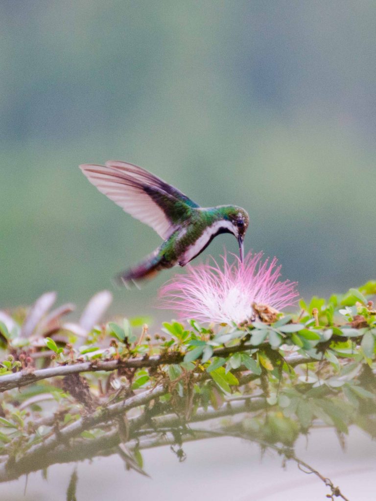 Great Photos of Puerto Napo in the Amazon Basin
