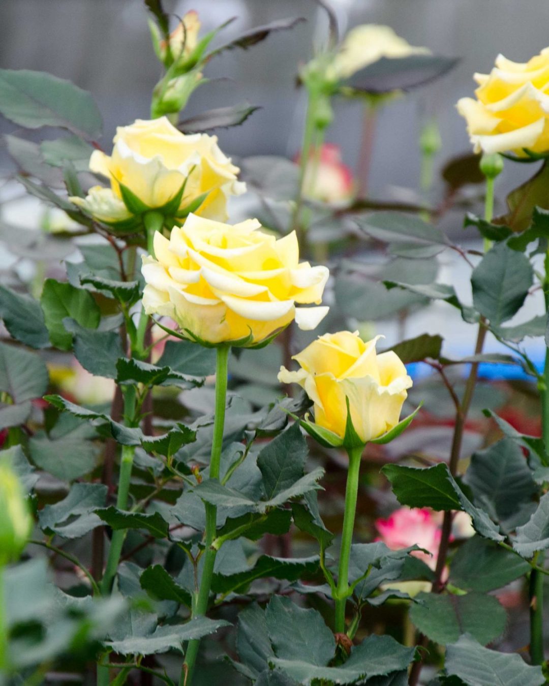 The Gift of High Altitude Ecuadorian Roses