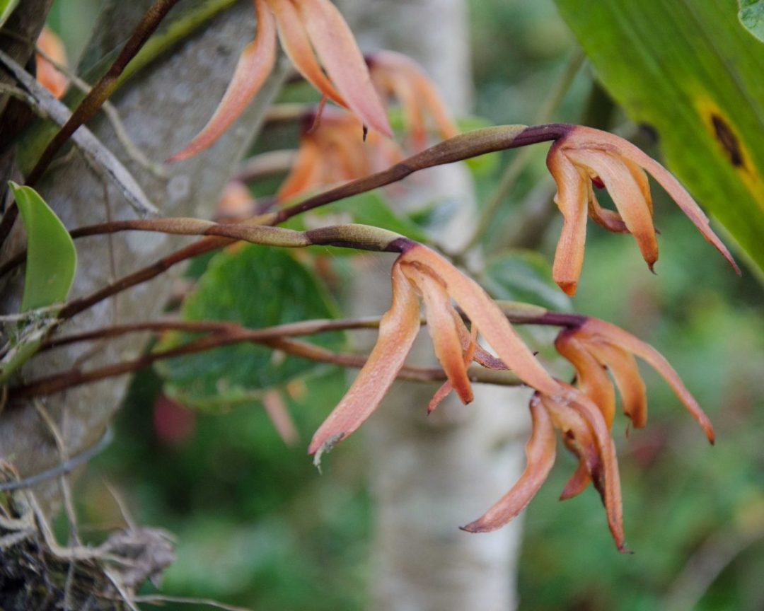 The Best Places to See Orchids in Ecuador