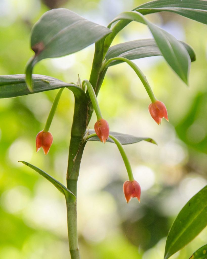 The Best Places to See Orchids in Ecuador