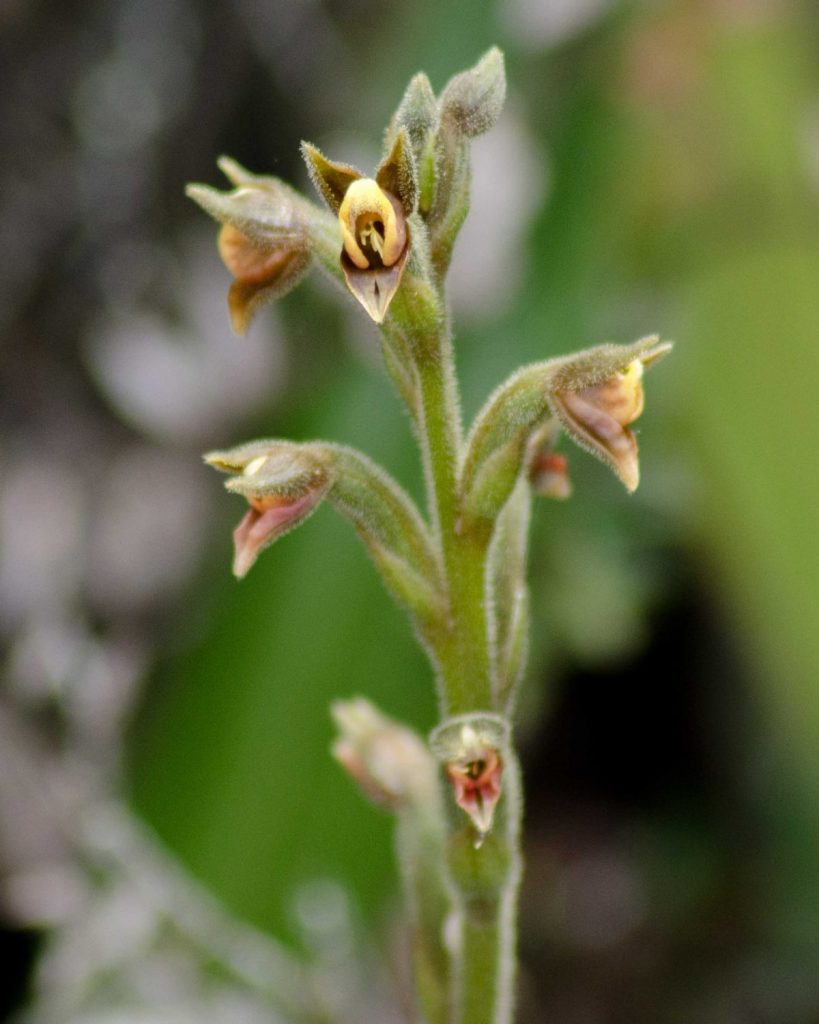 The Best Places to See Orchids in Ecuador