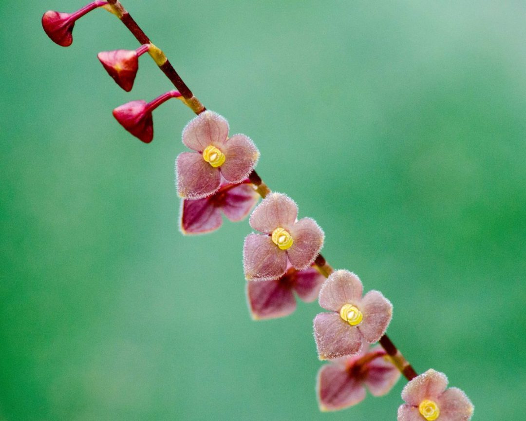 The Best Places to See Orchids in Ecuador