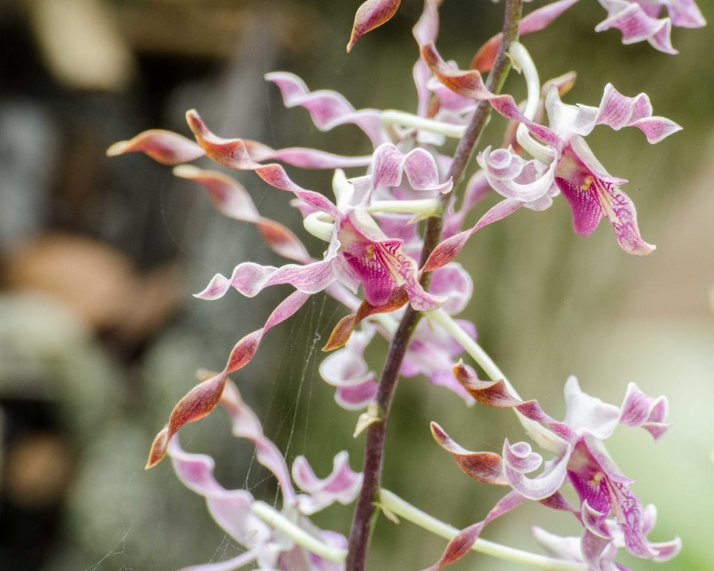 The Best Places to See Orchids in Ecuador
