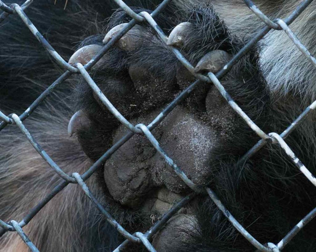 An Interview with Pinocchio the Andean Bear