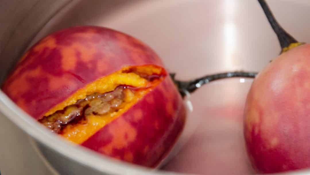 Look Out USA, Here Comes The Tree Tomato!