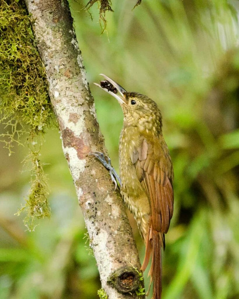 Choco-Andino: A New Biosphere Reserve in Ecuador