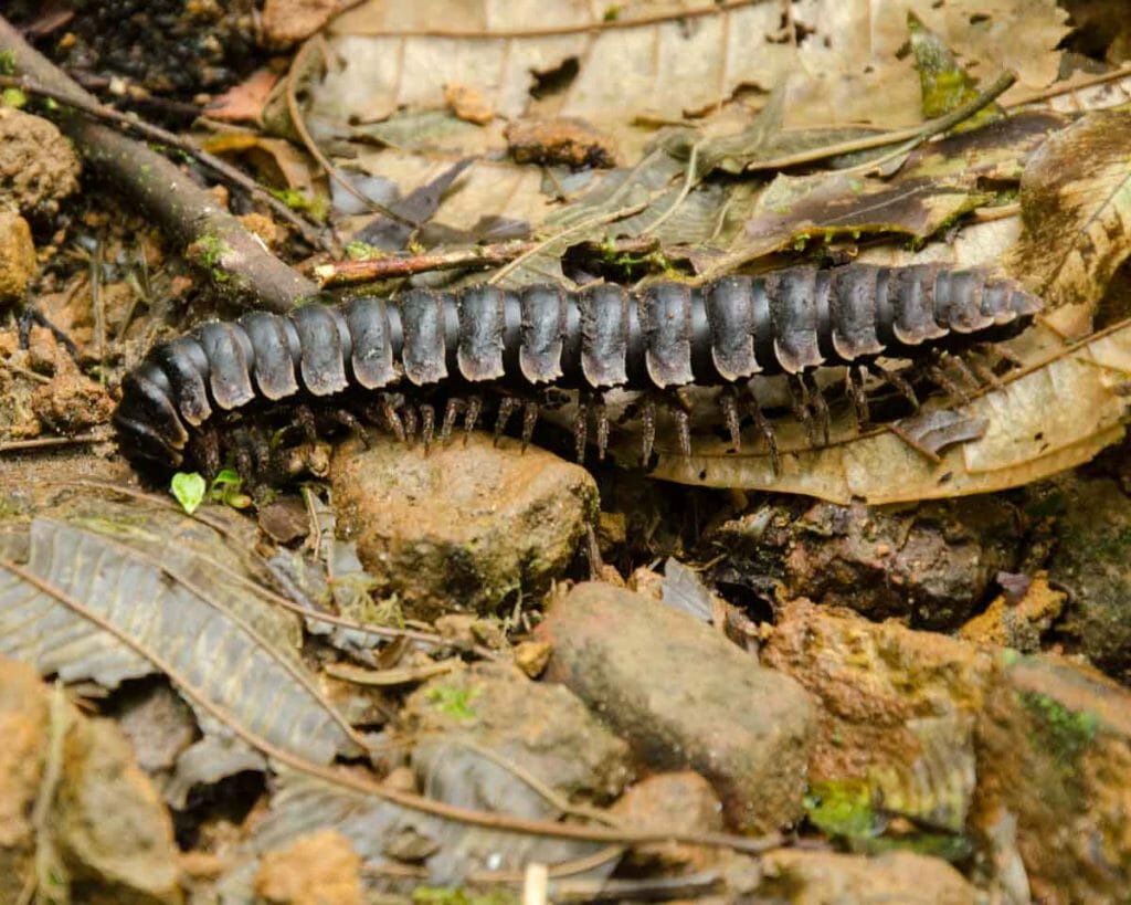 Choco-Andino: A New Biosphere Reserve in Ecuador