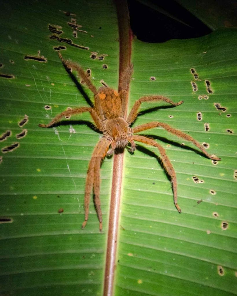 Choco-Andino: A New Biosphere Reserve in Ecuador