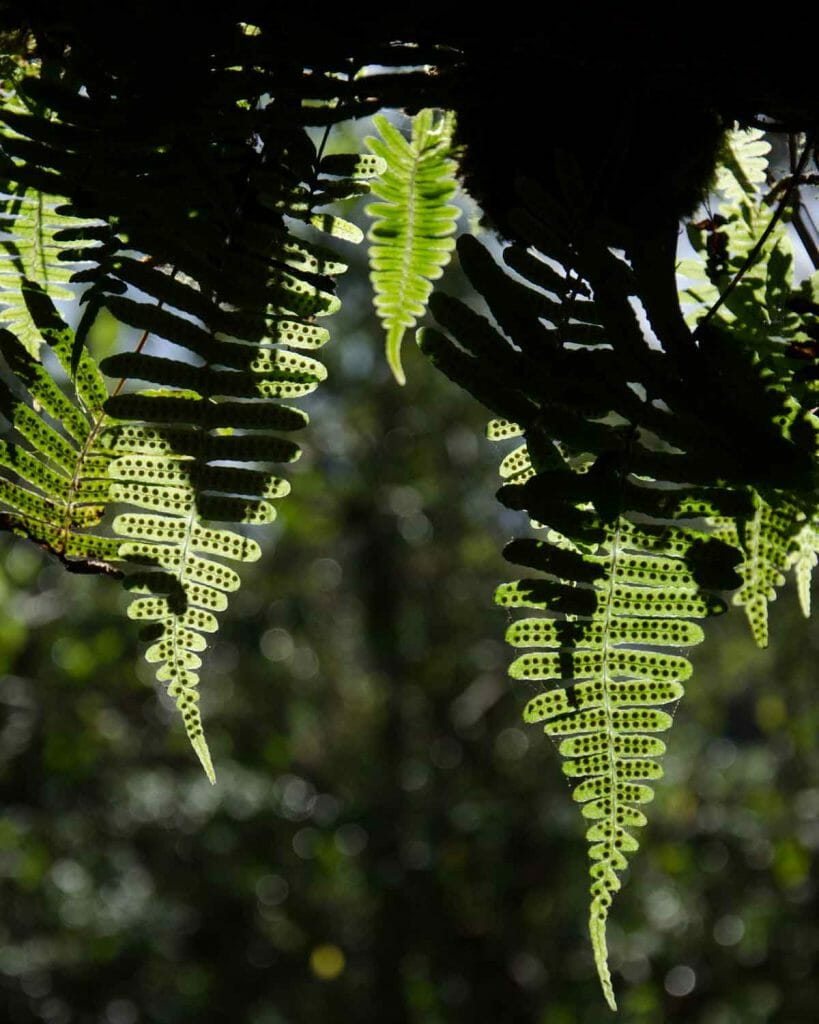 Choco-Andino: A New Biosphere Reserve in Ecuador | by Angie Drake