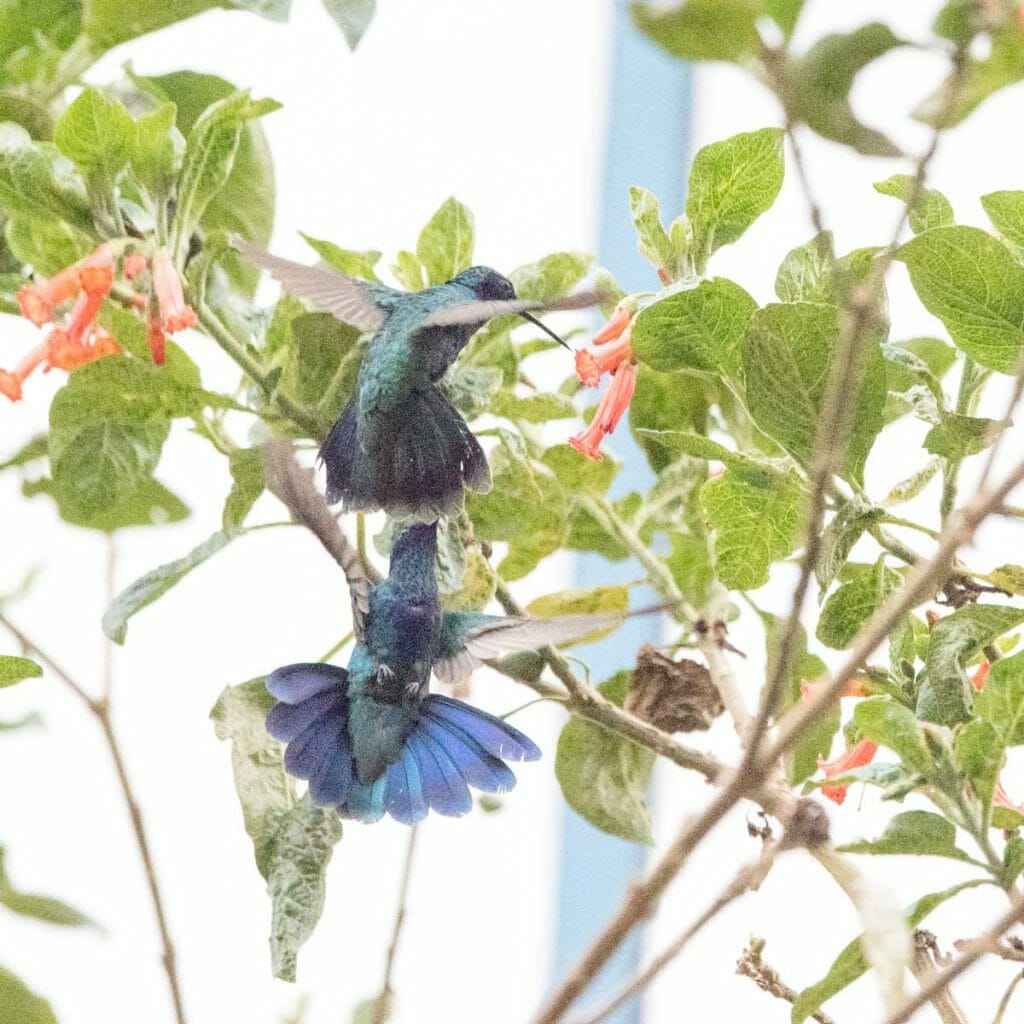 Birdwatching at the Quito Botanical Garden