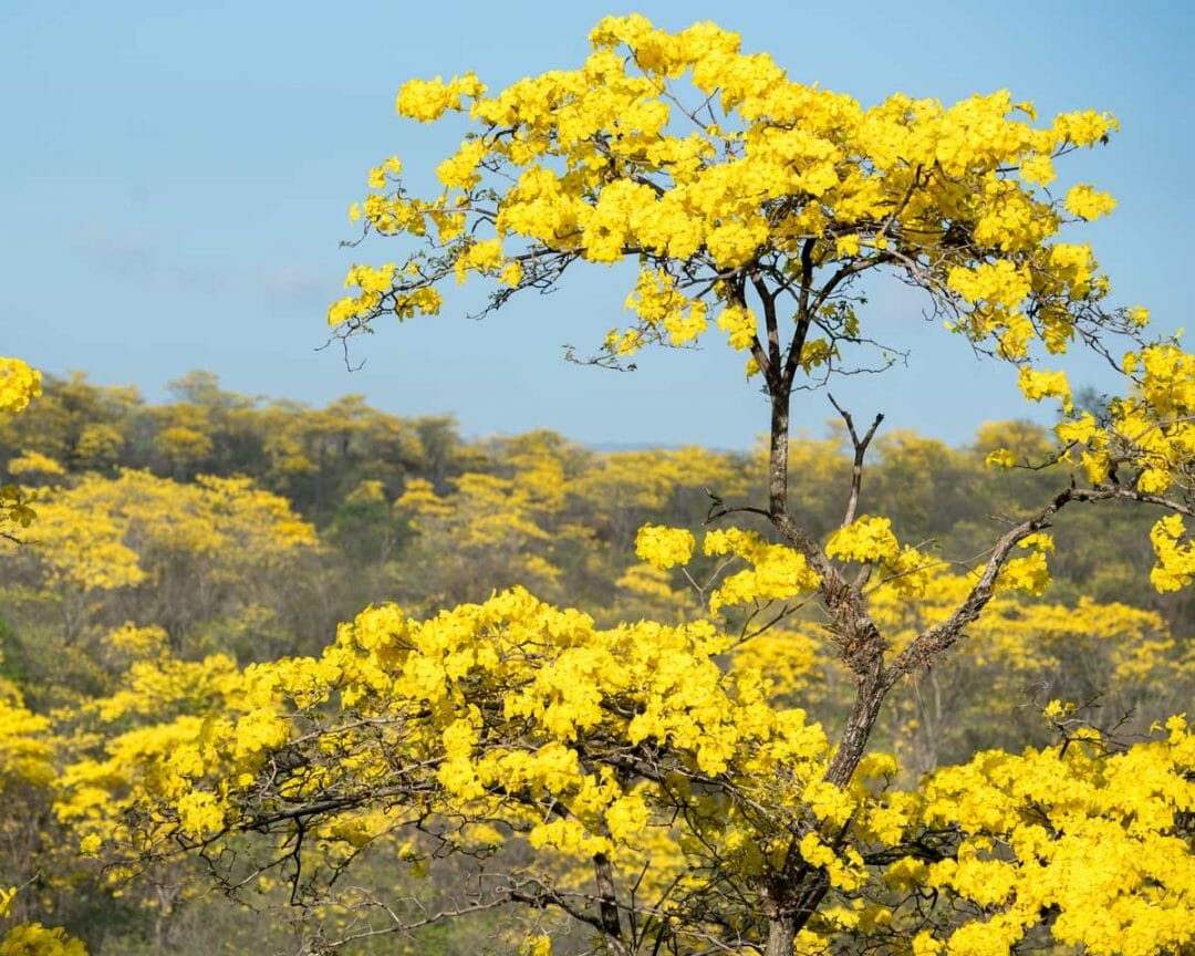 The Flowering Guayacanes: A Photo Essay