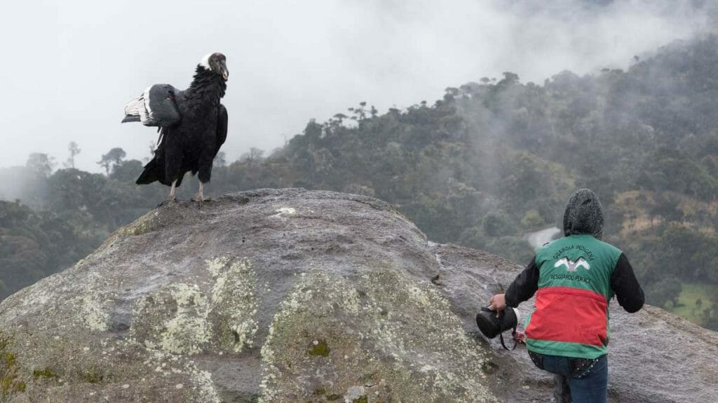 Where to See Andean Condors in Southern Colombia