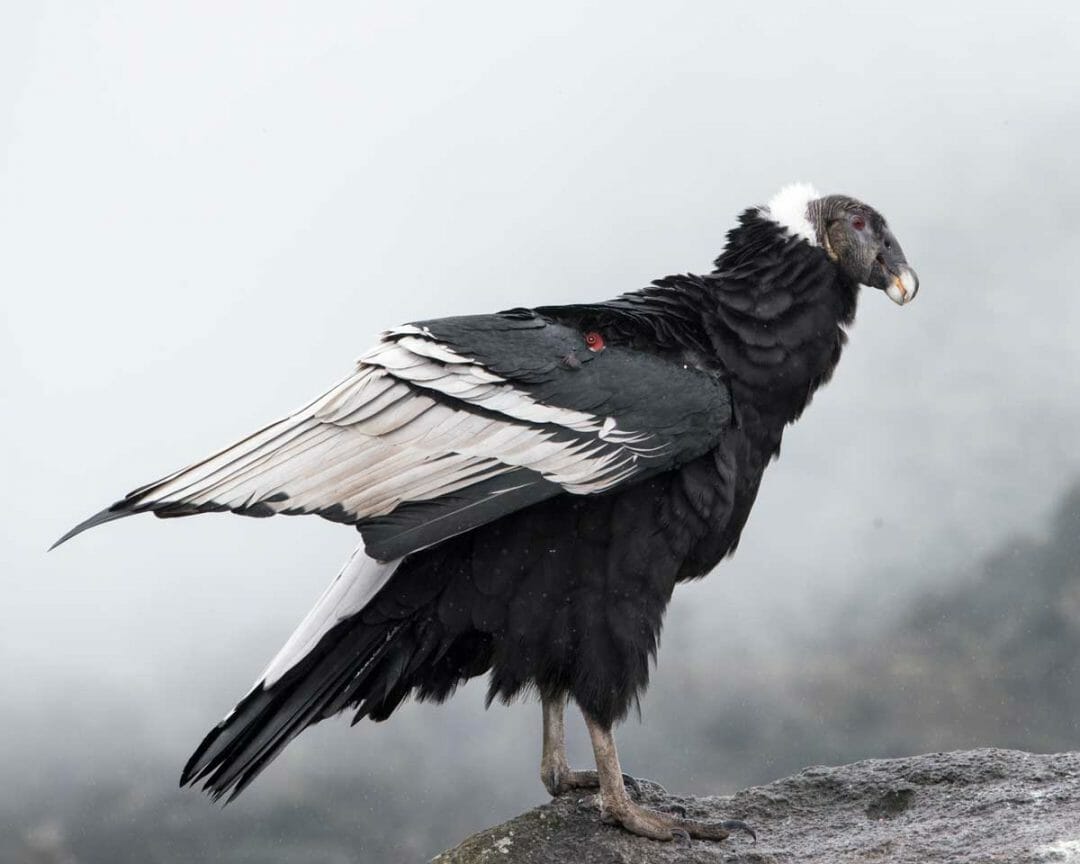 Where to See Andean Condors in Southern Colombia
