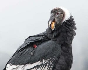 The Andean Condor in Ecuador