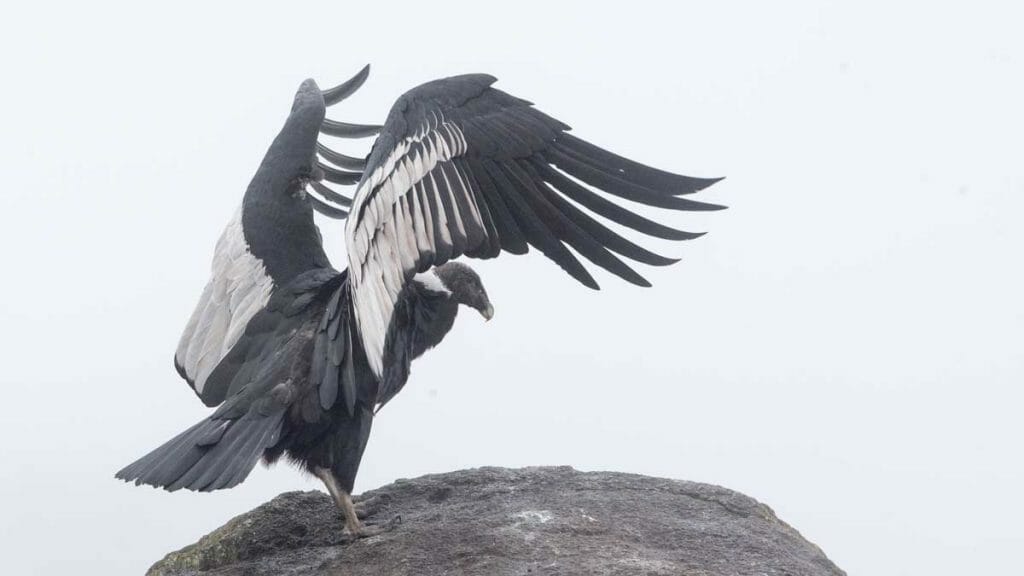 Where to See Andean Condors in Southern Colombia