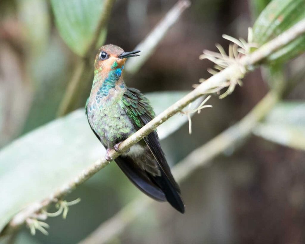 Where to See Hummingbirds in Ecuador