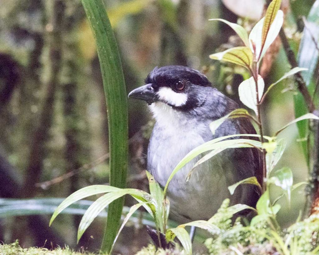 6 Reasons to Visit The Tapichalaca Reserve