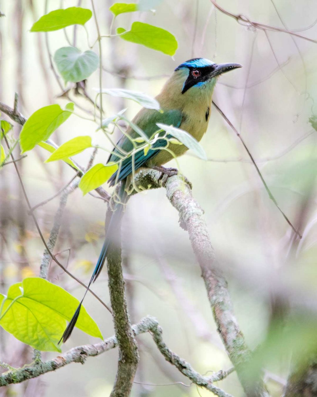 Experience the Dry Forests of the Jorupe Reserve