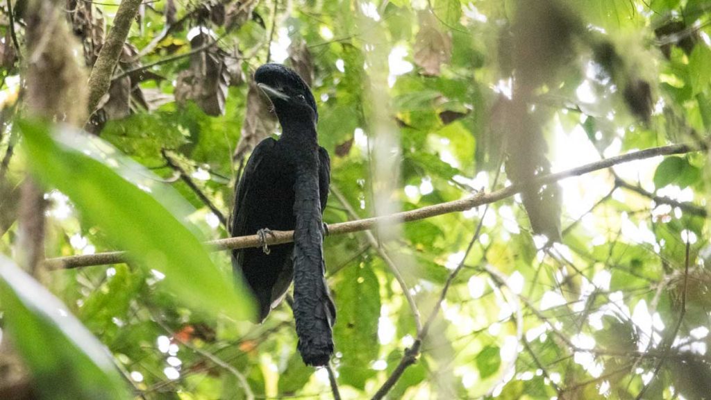 The Bizarre Umbrellabird
