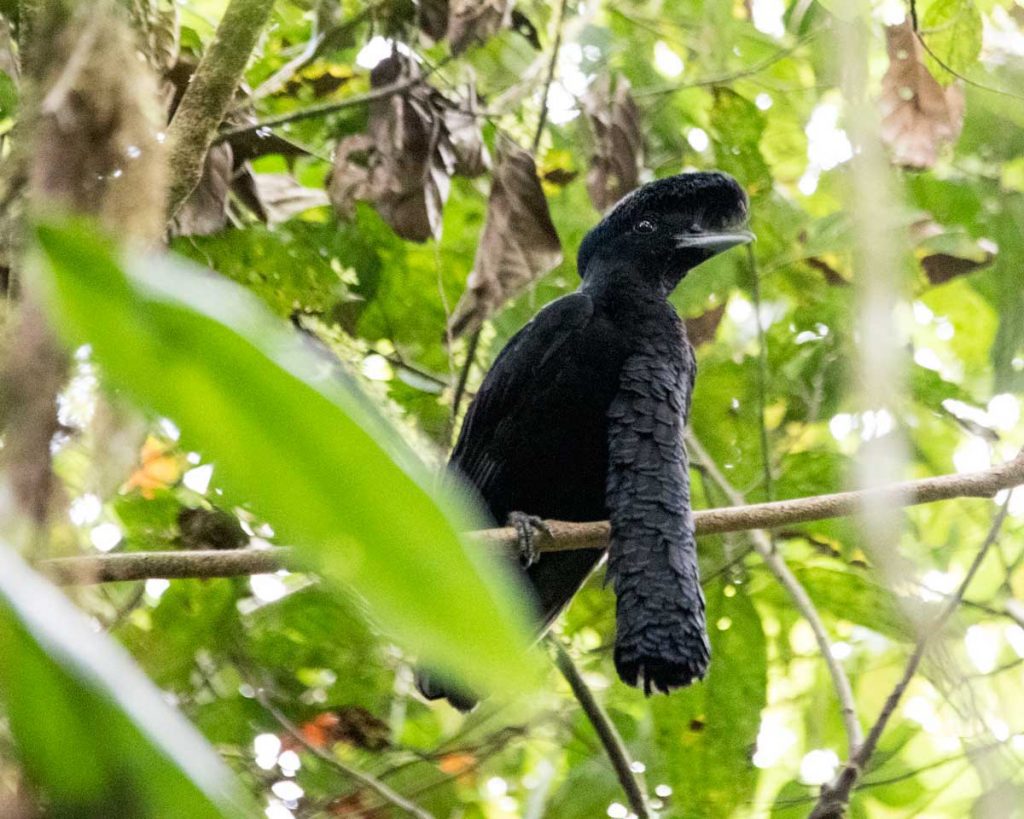 The Bizarre Umbrellabird